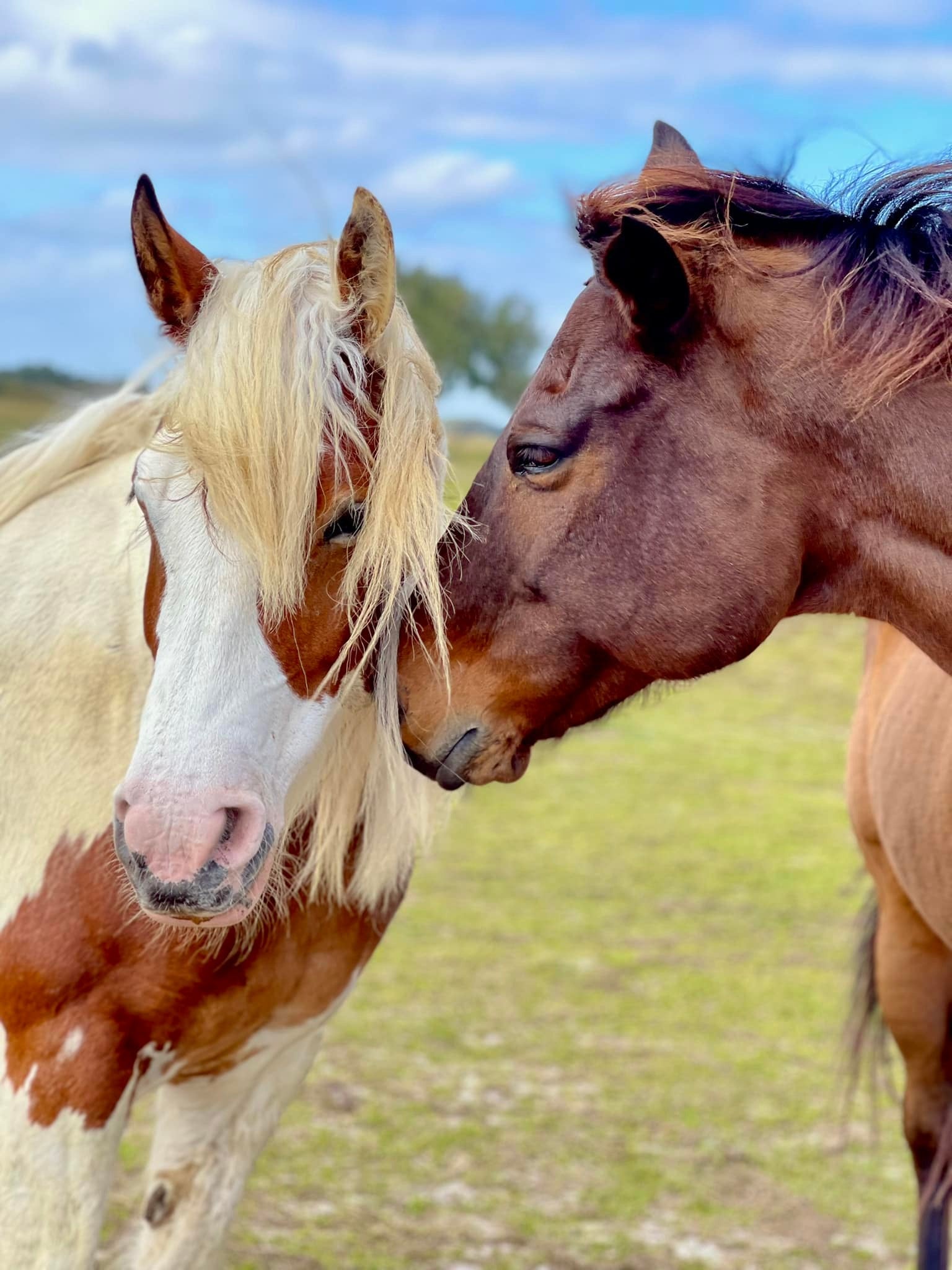 Home | True Connection Horse Farm and Training LLC