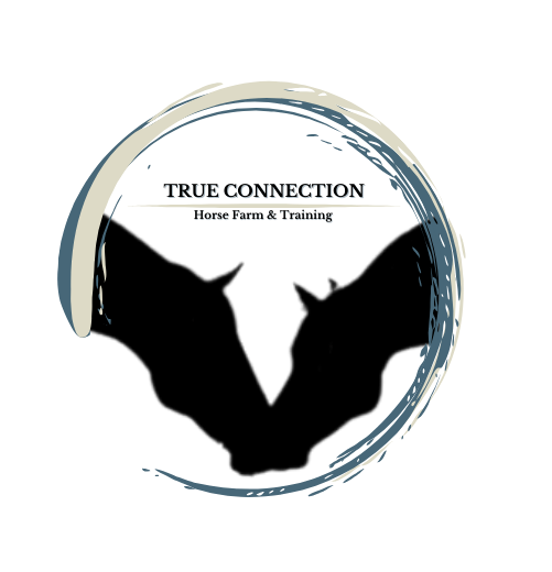 Home | True Connection Horse Farm and Training LLC